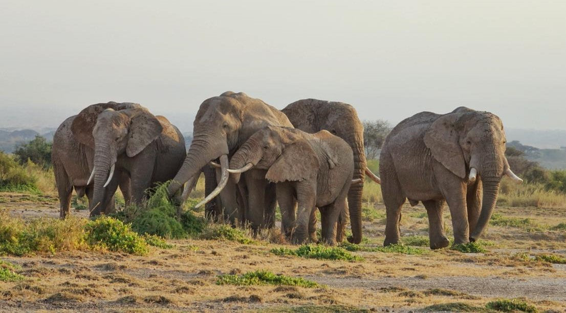 Helping restore the Kimana Wildlife Corridor through the power of bees ...