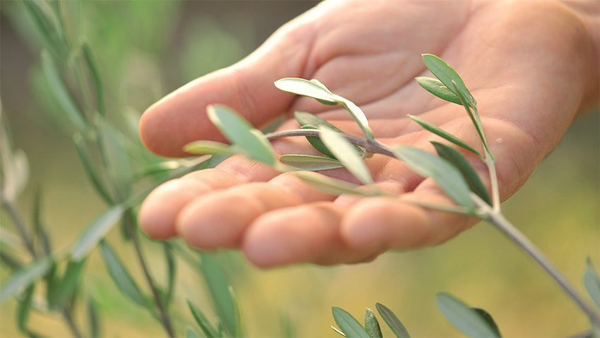 THE SCIENCE BEHIND THE GOOD LEAF With Dr. Jackie Evans – Comvita Singapore