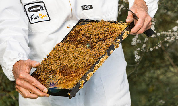 The Importance of Bees as Pollinators – Comvita Singapore